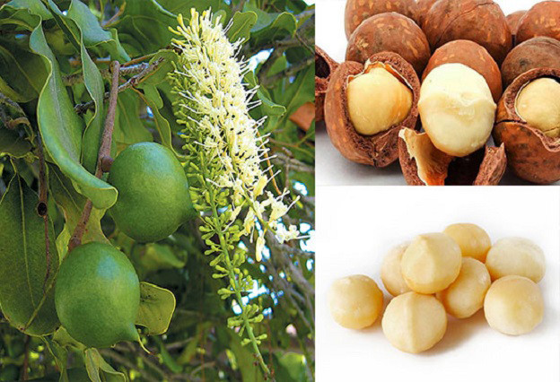 Macadamia export to eye US$ 2.5 billion by 2050
