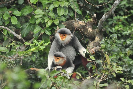 Đà Nẵng: Chọn vọoc chà vá chân nâu làm hình ảnh nhận diện