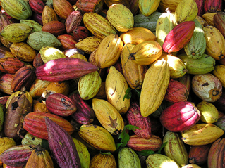 Cacao Việt Nam- Triển vọng phát triển