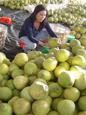 Vietnamese fruits explore new markets