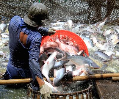 VN’s tra fish officially removed from the Red List