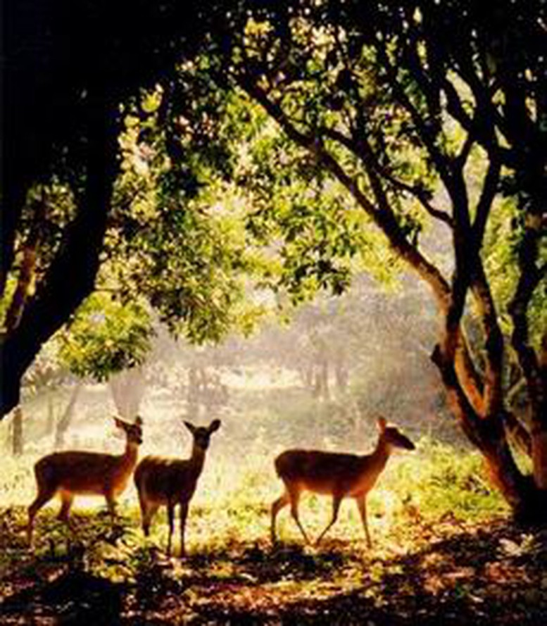 Vườn Quốc gia Cúc Phương: Du lịch sinh thái gắn với bảo tồn