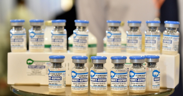 Vaccine dịch tả lợn châu Phi