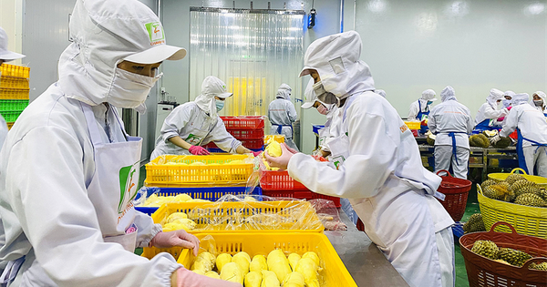 Viet Nam exports first batch of frozen durians to China