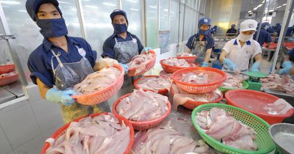 Chưa áp dụng quy định “tỷ lệ mạ băng” cá tra