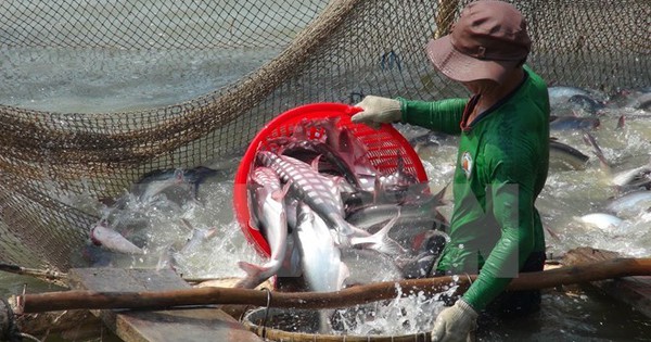 Regulations on Tra fish to be amended