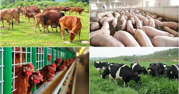 VN strives to have advanced livestock industry by 2030