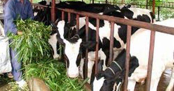 Biggest diary cow breeding project launched in central province