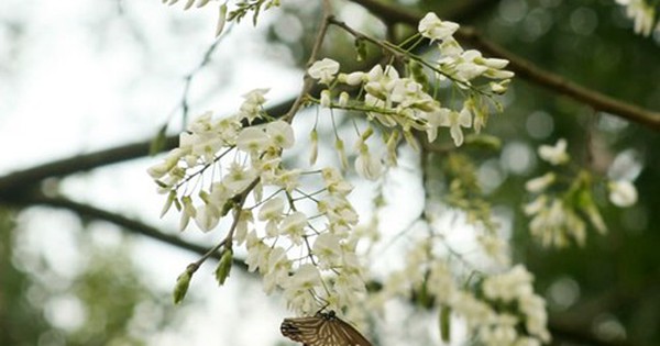 Milk flowers blossom in Hà Nội