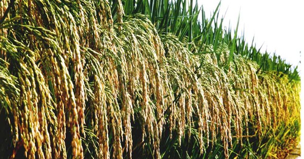 Mekong Delta yields over 24 million tones of rice